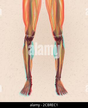 Anatomy illustration of Calf muscles, human anatomy, gastrocnemius. 3d ...