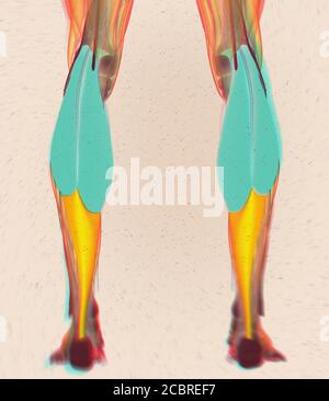 Calf Muscles - Anatomy Muscles isolated on white - 3D illustration ...