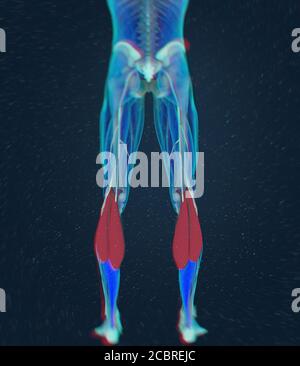 Anatomy illustration of Calf muscles, human anatomy, gastrocnemius. 3d ...
