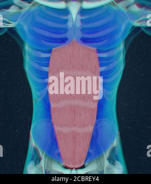 Medical anatomy muscle illustration of the rectus abdominis. 3d ...