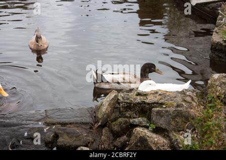 Birds at Greeb Farm, Land's End, Cornwall Stock Photo - Alamy