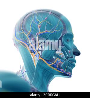 Anatomy illustration of human vascular and muscular systems. 3D ...