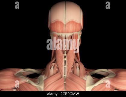 Human anatomy illustration, head, shoulders, torso muscular system ...