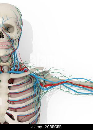 Three dimensional medical illustration of male chest showing arteries ...