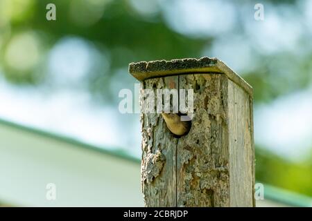 House wren in my country Stock Photo - Alamy