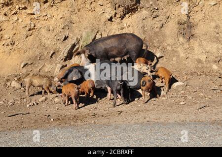 Pigs roaming free on a mountain road in southern Corsica Stock Photo ...