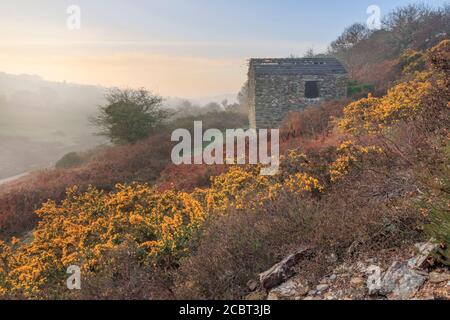 An abandoned barn on the slopes of the Carnon Valley above Portreath ...