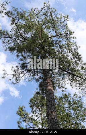 Native Short Leaf Pine in South Carolina, Pinus echinata Stock Photo ...