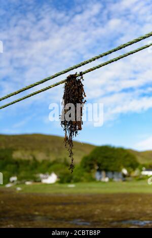 Seaweed on mooring rope Stock Photo - Alamy
