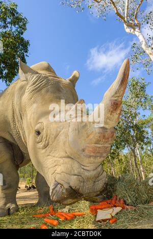 A closeup of a white rhino grazing in Lewa Conservancy, Kenya Stock ...