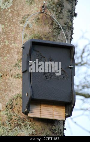A 1FF Schwegler artificial bat box, attached to a tree trunk Stock ...