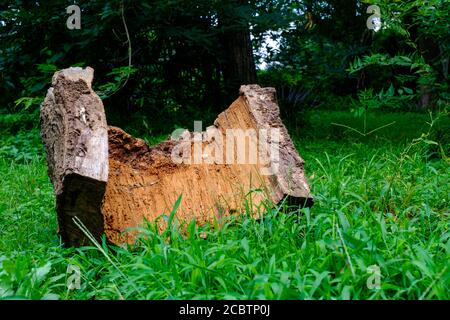 wood grain in split log Stock Photo - Alamy