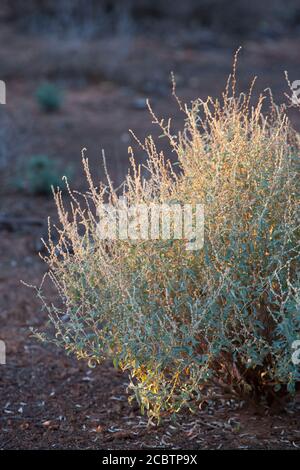 Kidney-fruited Saltbush (Atriplex stipitata) - selective focus ...