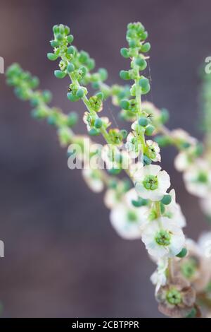 Small-leaf Bluebush (Maireana brevifolia) flowering. February 2011 ...