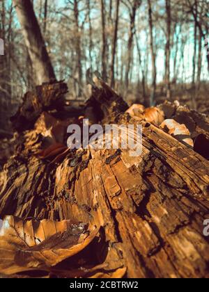 Vertical closeup shot of an old felled tree trunk Stock Photo - Alamy