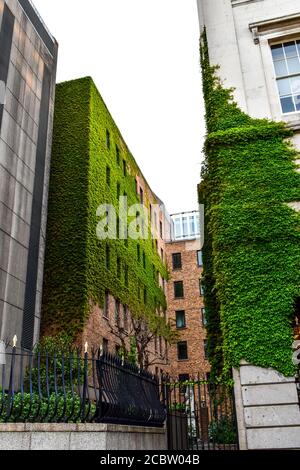 Buildings covered with climbing plants, Buildings in Coswig, 1917 ...