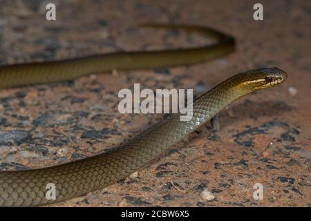 Close-up of marsh snake (Hemiaspis signata) also known as known as ...