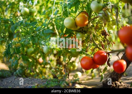 Hydroponics Farming Fruit and Vegetables in indoor Greenhouse on sand ...