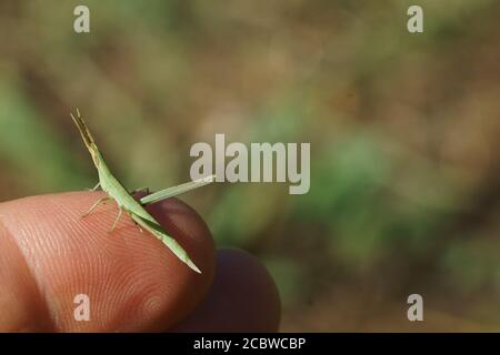 Acrida ungarica is a species of grasshopper, commonly known as the cone ...