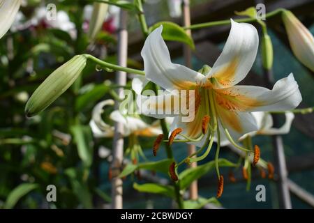 Lilium Lady Alice Stock Photo - Alamy