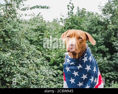 Lovable, pretty puppy of chocolate color. Close-up, outdoor. Day light ...