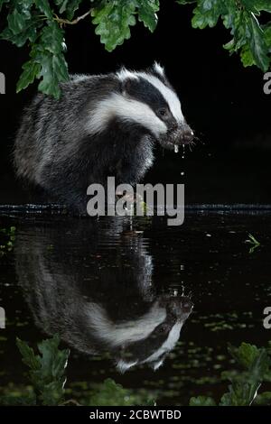 Badger drinking in pond, reflection Stock Photo - Alamy