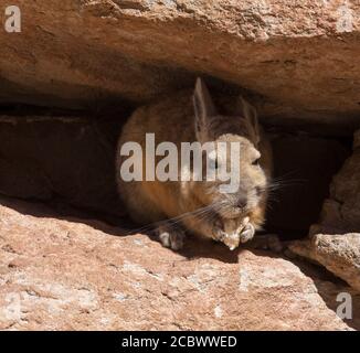 The northern viscacha, Lagidium peruanum, in Bolivia Stock Photo - Alamy