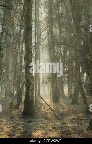 Mist clearing through winter trees Stock Photo - Alamy
