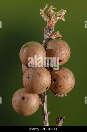 marble gall wasp, marble gall/oak nut (Andricus kollari), galls at oak ...