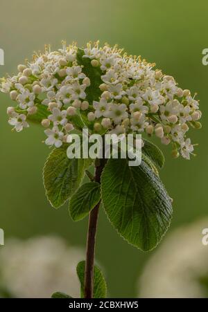 Wayfaring Tree in Blossom ( Viburnum lantana ), UK in Spring Stock ...