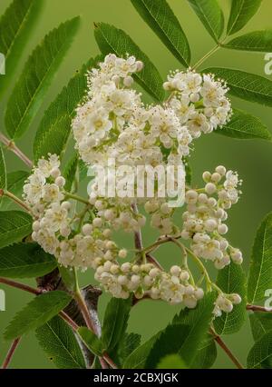 Rowan tree flowers in full bloom. Early spring. Sorbus aucuparia. Close ...