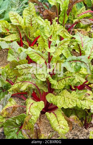 Mangelwurzel or mangold wurzel, also called mangold, mangel beet, field ...