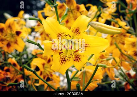 'Yellow Bruse' lily in bloom in the summer months Stock Photo - Alamy