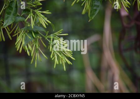 The sweet smell of Ratrani, FLOWER NIGHT BLOOMING JASMINE Stock Photo ...