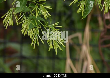 The sweet smell of Ratrani, FLOWER NIGHT BLOOMING JASMINE Stock Photo ...