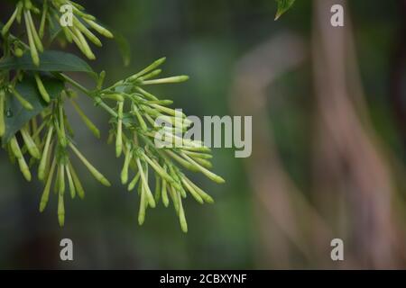 The sweet smell of Ratrani, FLOWER NIGHT BLOOMING JASMINE Stock Photo ...
