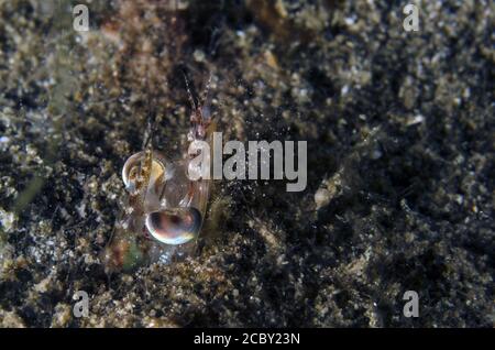 Long arm prawn, Heteropenaeus longimanus, Peneaidae, Anilao, Batangas ...