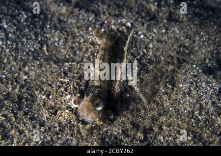 Long arm prawn, Heteropenaeus longimanus, Peneaidae, Anilao, Batangas ...