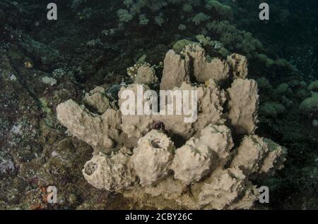 Lumpy tube sponge, Liosina granularis, Dictyonellidae, Anilao, Batangas ...