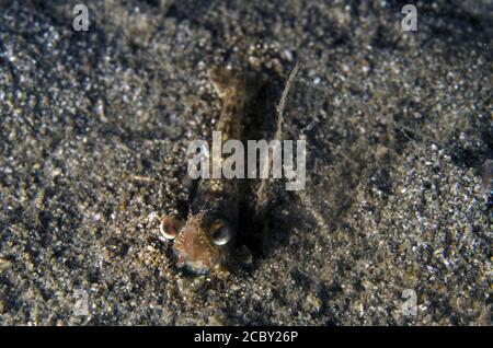 Long arm prawn, Heteropenaeus longimanus, Peneaidae, Anilao, Batangas ...