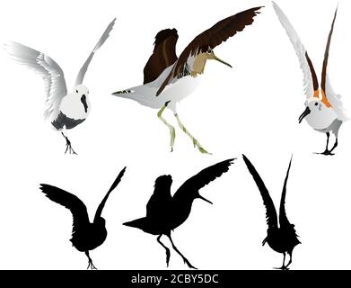 Shore birds. Vector image set. White background Stock Vector Image ...
