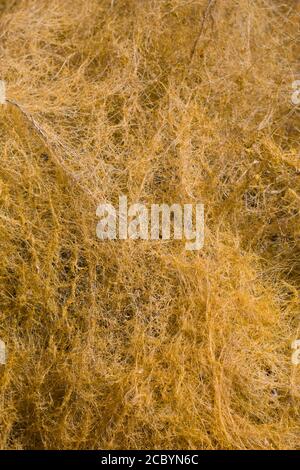 Tan stems, Desert Dodder, Cuscuta Denticulata, Convolvulaceae, native ...
