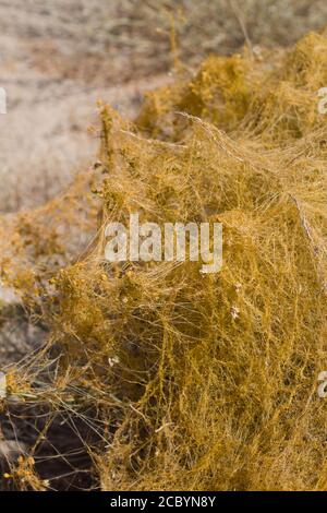 Tan stems, Desert Dodder, Cuscuta Denticulata, Convolvulaceae, native ...