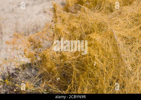 Tan stems, Desert Dodder, Cuscuta Denticulata, Convolvulaceae, native ...