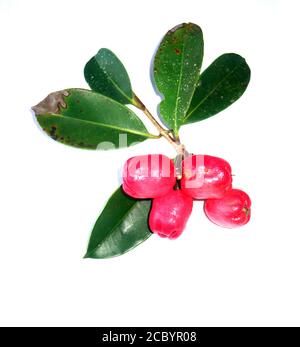 Pink fruits of lilly pilly syzygium luehmannii or riberry hanging ...