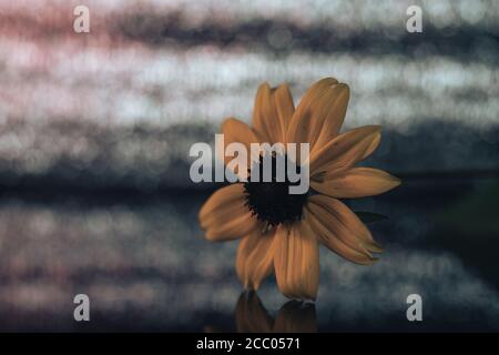 Beautiful Black-Eyed Susans flower on a glass table and bokeh ...