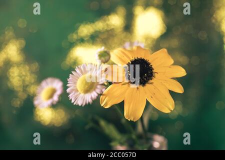 Beautiful Black-Eyed Susans flower on a glass table and bokeh ...