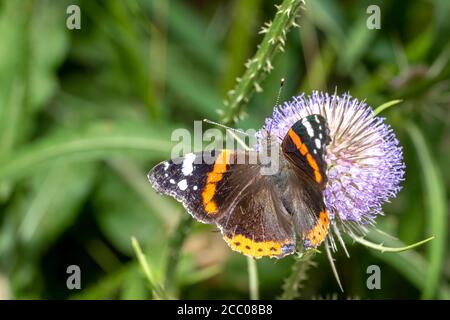 Large butterfly sits on a thistle blossom Stock Photo - Alamy