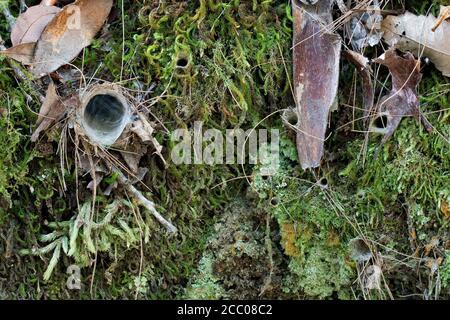 Burrow entrance of Brown Trapdoor Spider (Arbanitis longipes) in ...