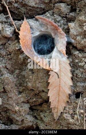 Burrow entrance of Brown Trapdoor Spider (Arbanitis longipes) in ...